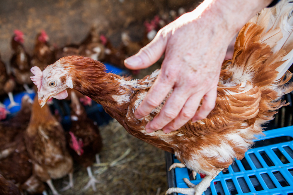 Hen Healthcare - Fresh Start For Hens