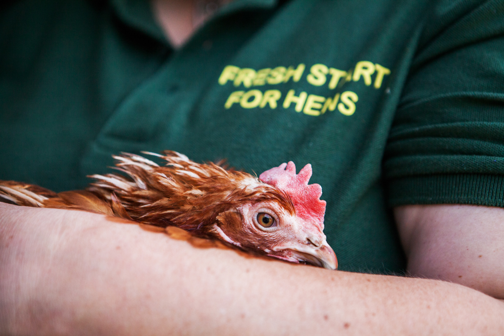 Rescue Hens for Adoption | Fresh Start For Hens