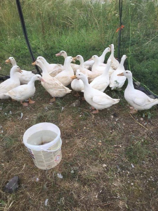 First rehome of 2021 will be 650 Cherry Valley ducks! - Fresh Start For ...
