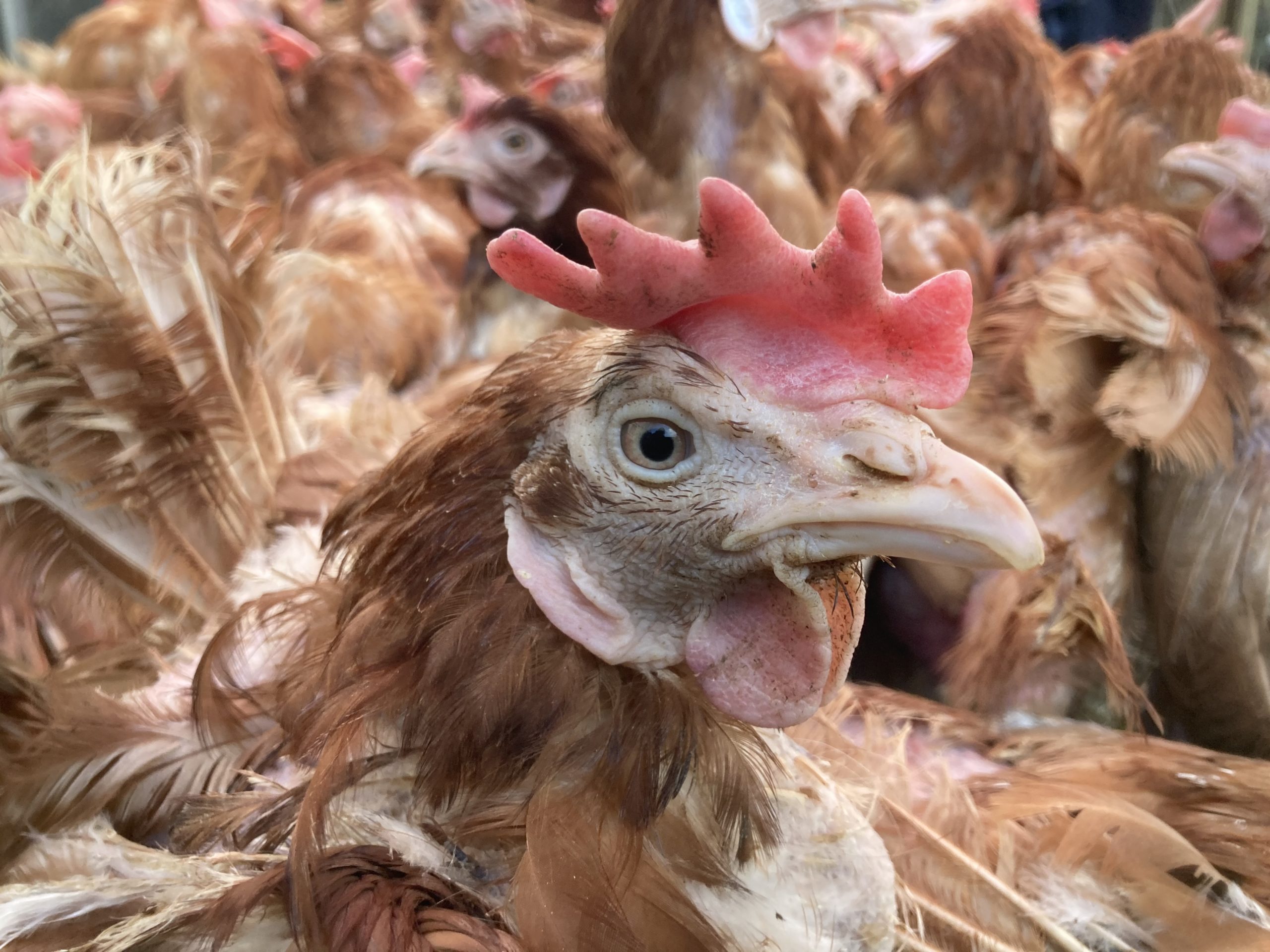 End to Flockdown & Mega May Madness - 6k in one day! - Fresh Start For Hens