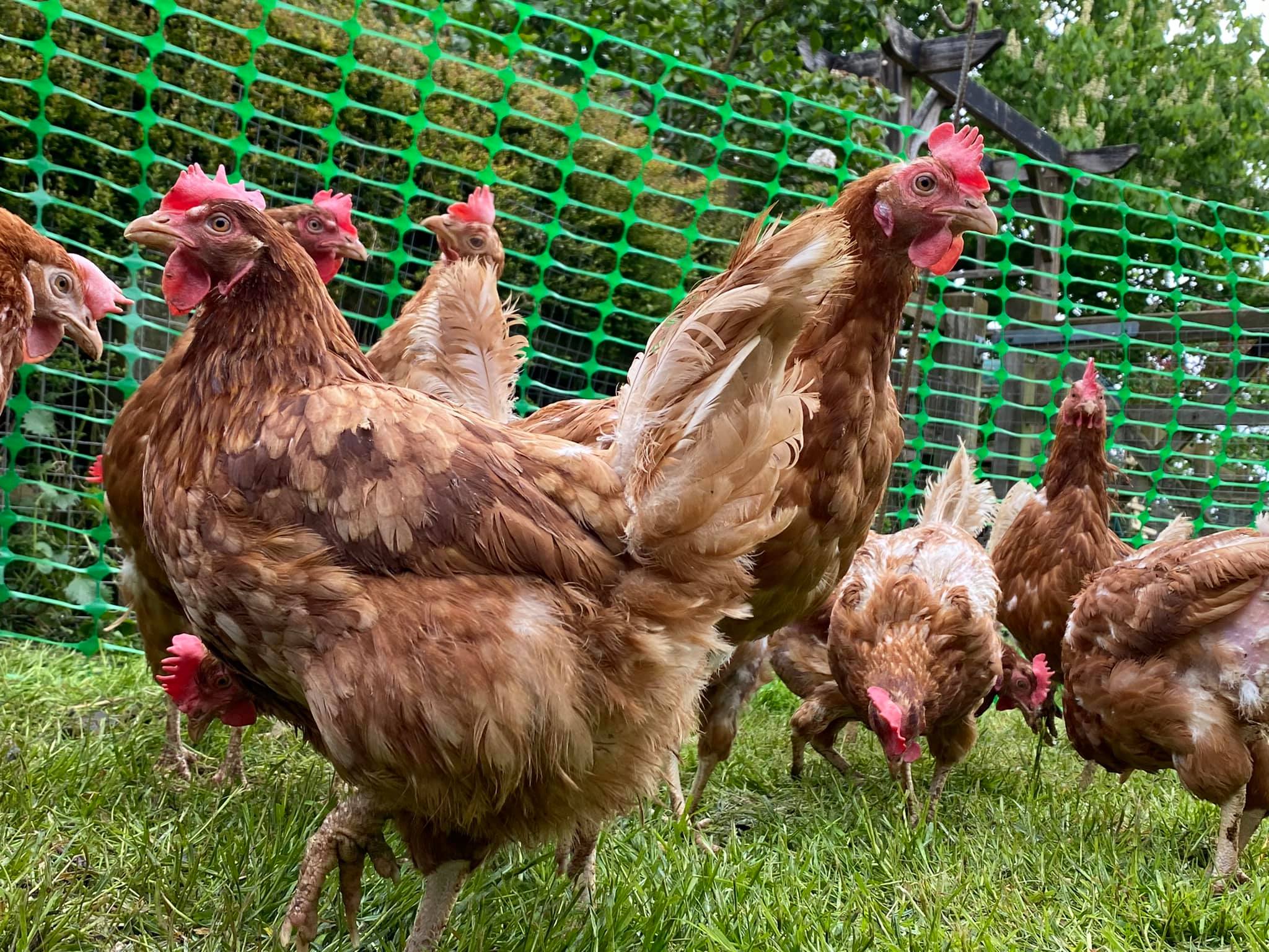 1500 hens are still looking for homes next Saturday - can you help ...