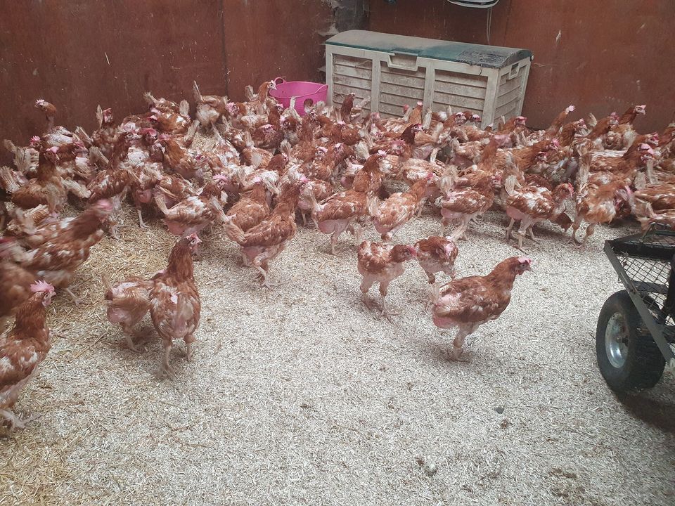 News - Fresh Start For Hens