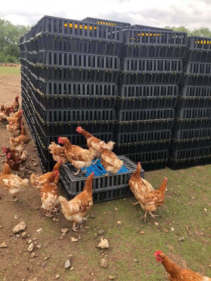 December dates now open for reservations! - Fresh Start For Hens