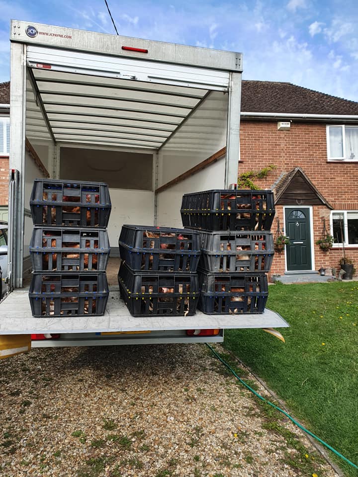 News - Fresh Start For Hens